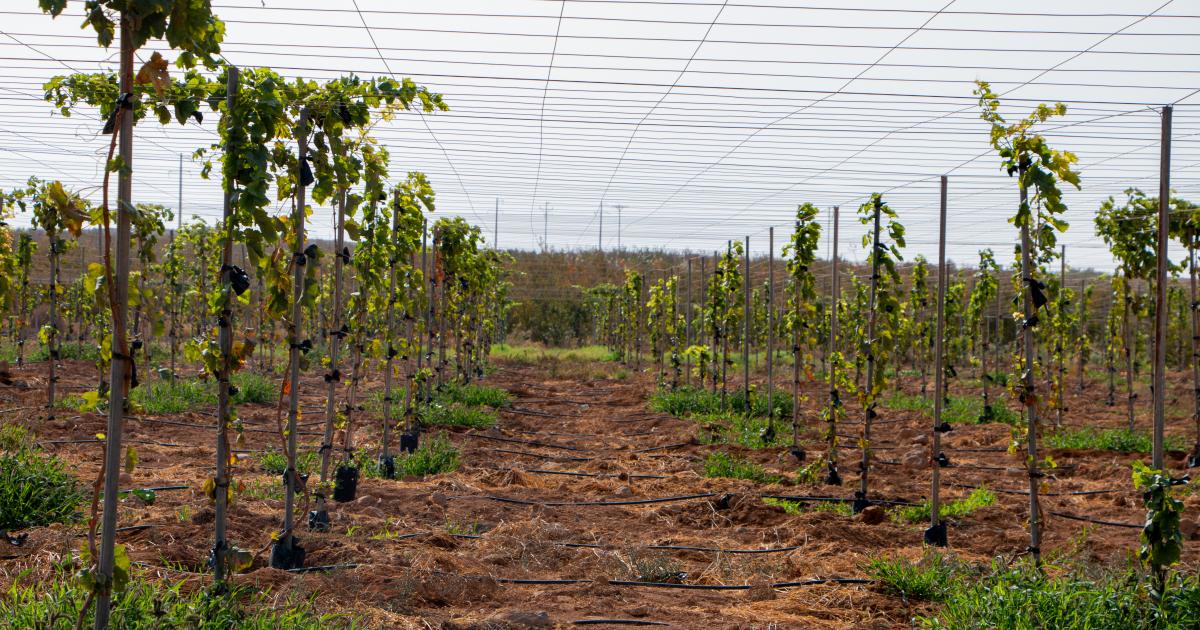 Helping Jordanian farmers reduce water consumption | Mercy Corps