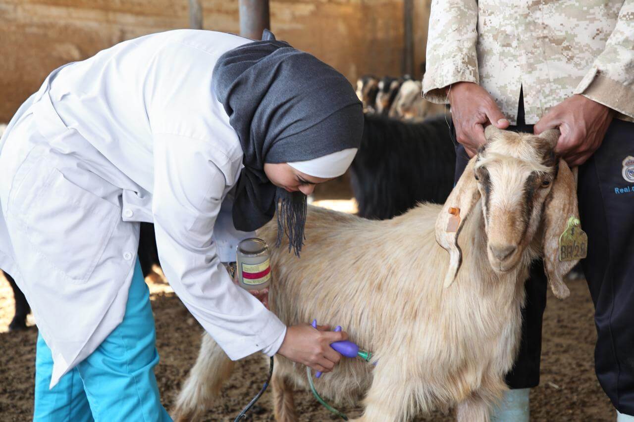Vaccination campaign reaches 270,000 animals | Mercy Corps