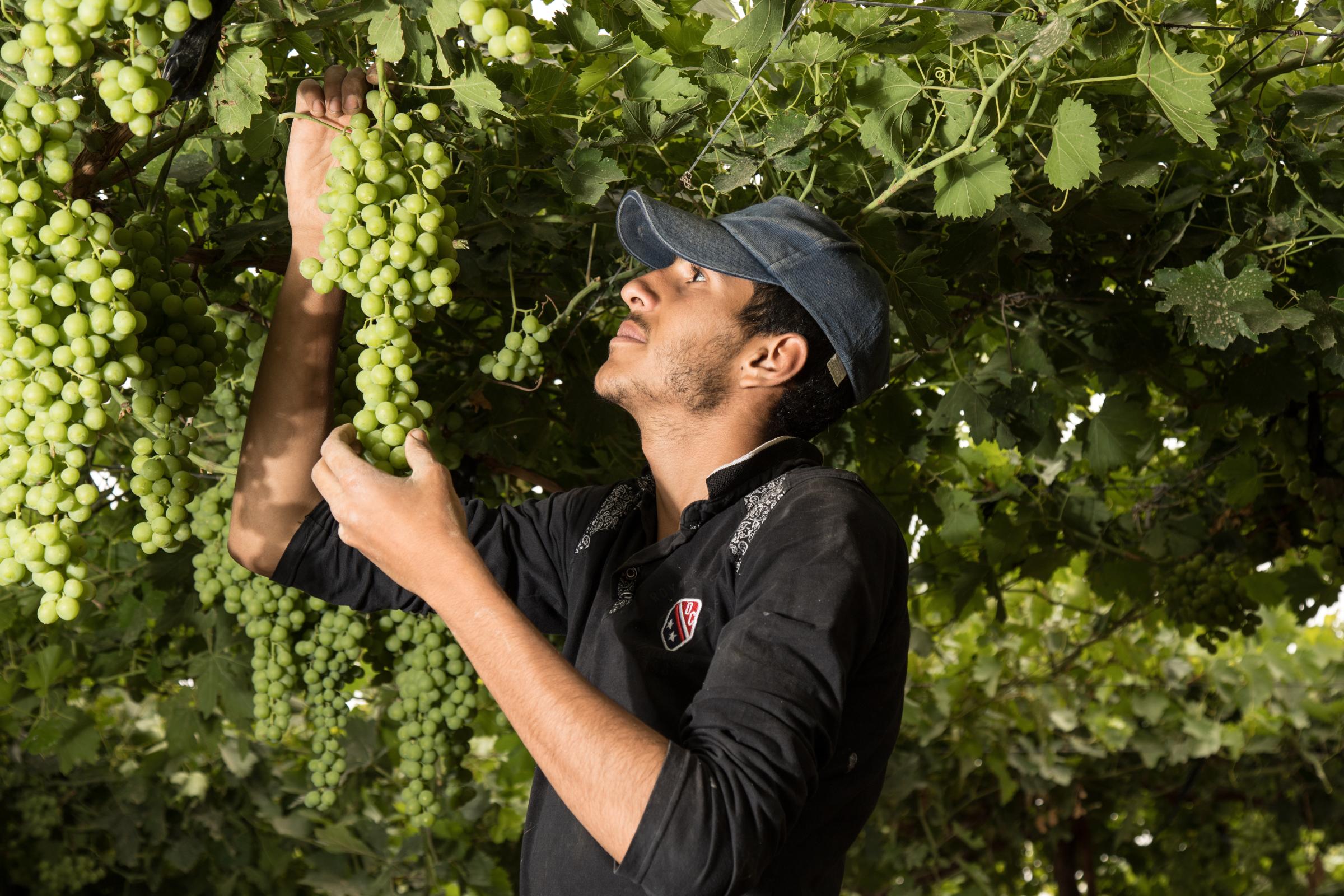 Helping Jordanian farmers reduce water consumption | Mercy Corps